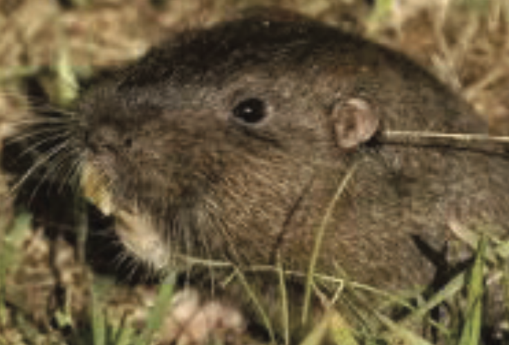 Pest Control - Available Termite and Pest Control